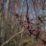 Cercis canadensis | North American Redbud | plant lust