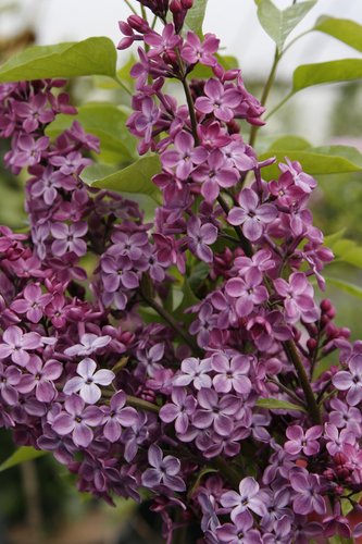 Syringa x hyacinthiflora 'Declaration' | Declaration Lilac | plant lust