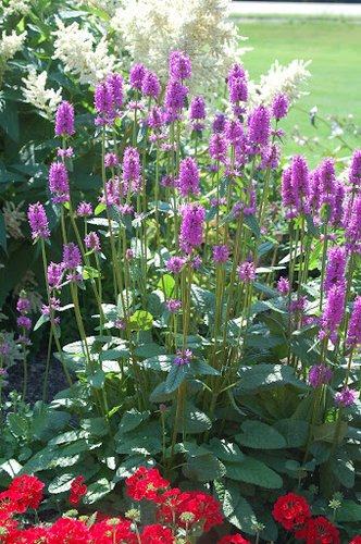 Stachys officinalis 'Hummelo' | Stachys hummelo | Stachys monnieri ...