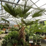 Trachycarpus fortunei 'Wagnerianus' | Trachycarpus wagnerianus | Chusan ...