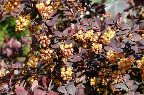 Berberis thunbergii [good purple] | Good Purple Barberry | plant lust