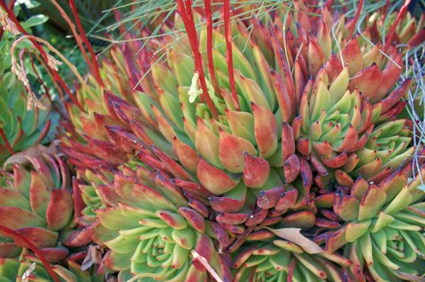 Echeveria agavoides 'Red Edge' | Echeveria agavoides 'Lipstick ...