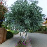 Acacia podalyriifolia | Pearl Acacia | plant lust