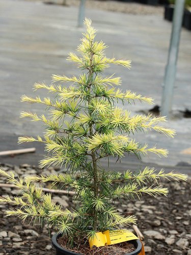 Cedrus deodara 'Silver Mist' | Silver Mist Deodar Cedar | plant lust