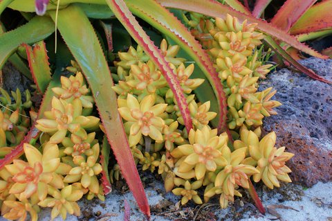 Sedum nussbaumerianum | Sedum nussbaumerianum 'Coppertone' | Copper ...