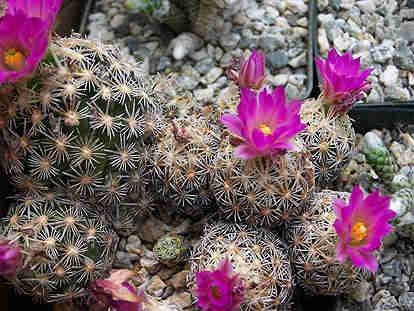 Escobaria minima | Coryphantha minima | Coryphantha nellieae ...