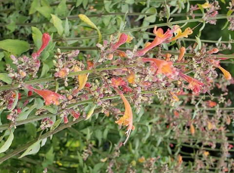 Agastache Coronado® Red | Agastache aurantiaca 'Coronado Red ...