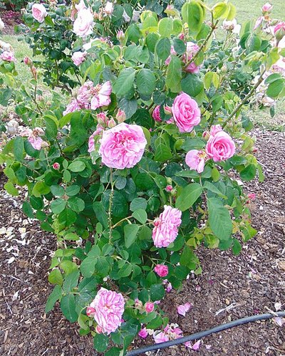 Rosa Eglantyne PP9526 | Rosa 'Eglantyne Climbing' | Rosa 'Eglantyne ...