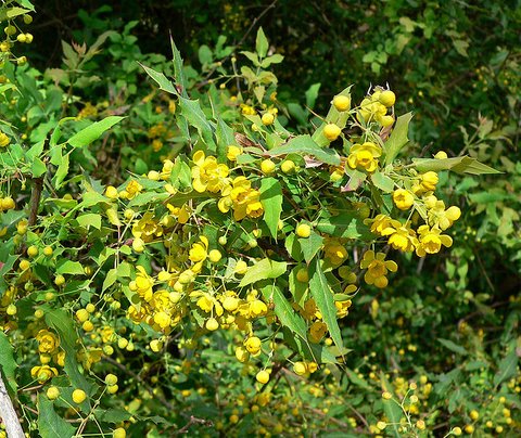 Mahonia nevinii | Berberis nevinii | Nevin's Barberry | plant lust