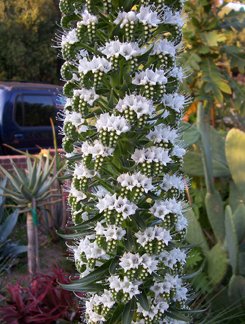 Echium simplex | plant lust