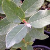 Tundra Honeyberry | Tundra Haskap | plant lust