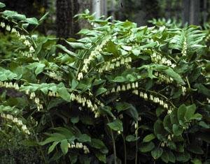 Polygonatum biflorum | Polygonatum commutatum | Solomon's Seal | Tall ...