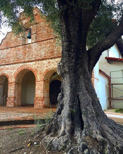 Olea europaea 'Mission' | Mission Olive | plant lust