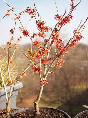 Hamamelis x intermedia 'Rubin' | Hamamelis intermedia 'Rubin' | Witch ...