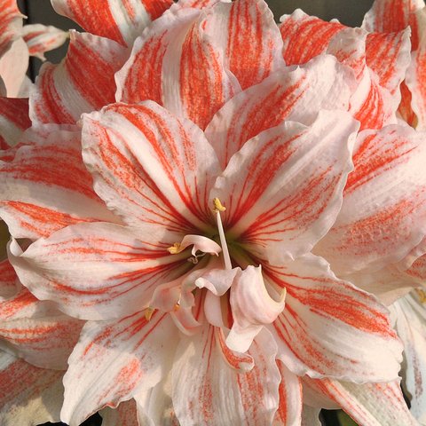 Hippeastrum 'Dancing Queen' | Amaryllis 'Dancing Queen' | plant lust