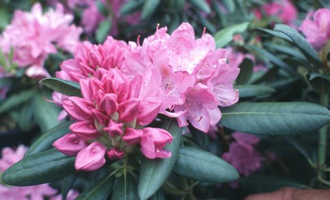 Rhododendron 'English Roseum' | Rhododendron 'Roseum Pink ...