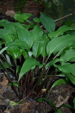 Hosta 'Red October' | Hosta | plant lust