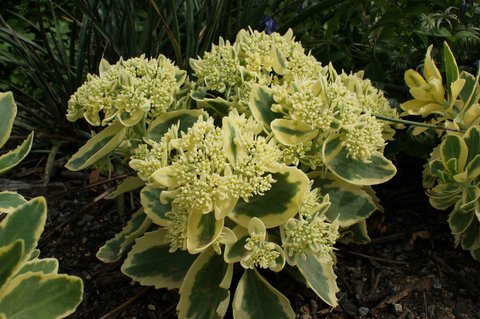 Sedum Autumn Charm™ PP14421 | Sedum 'Autumn Charm' | Sedum 'Lajos ...