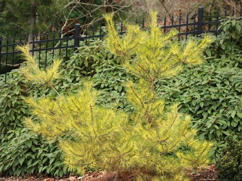 Pinus densiflora 'Golden Ghost' | Golden Ghost Japanese Red Pine ...