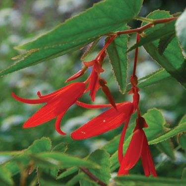Begonia boliviensis Bonfire® | Begonia 'Bonfire' | Begonia boliviensis ...