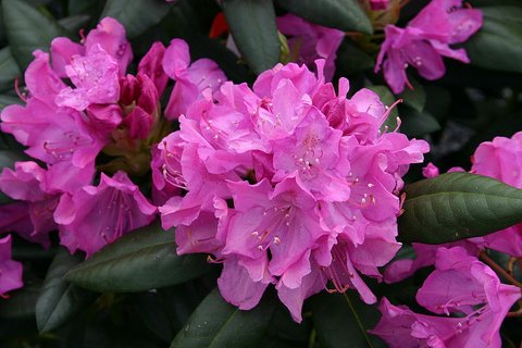 Rhododendron 'Roseum Elegans' | Rhododendron purpureum Roseum' | Roseum ...