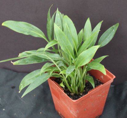 Hosta kikutii f. leuconota | Hosta 'Kikutii Pruinose' | Hosta kikutii ...