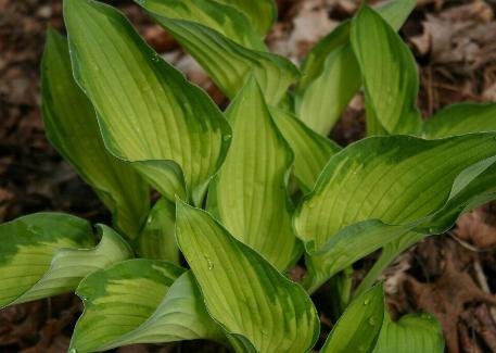 Hosta 'Sharmon' | Hosta fortunei 'Sharmon' | plant lust