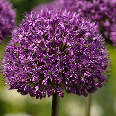 Allium 'Statos' | Allium 'Stratos' | Statos Ornamental Onion | plant lust