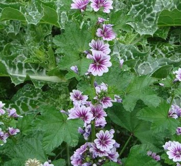 Malva from multiple nurseries on Plant Lust