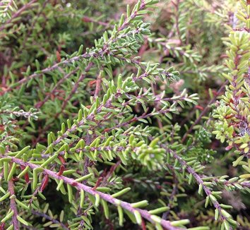 Chamaetaxus from multiple nurseries on Plant Lust
