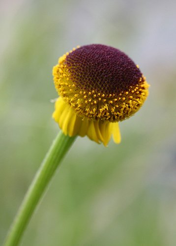 Helenium puberulum | Rosilla | plant lust