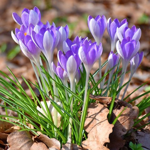 Crocus 'Vanguard' | Crocus vernus 'Vanguard' | plant lust
