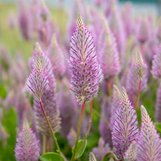 Ptilotus exaltatus 'Matilda' | Pink Mulla Mulla | plant lust