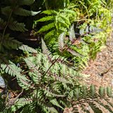 Athyrium niponicum 'Ursula's Red' | Anisocampium niponicum var. pictum ...