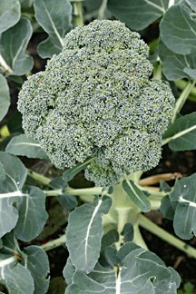 De Cicco Broccoli | Brassica italica 'De Cicco' | plant lust