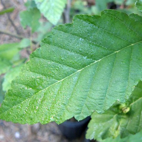 Alnus rubra | Alnus oregona | Oregon Alder | Red Alder | plant lust