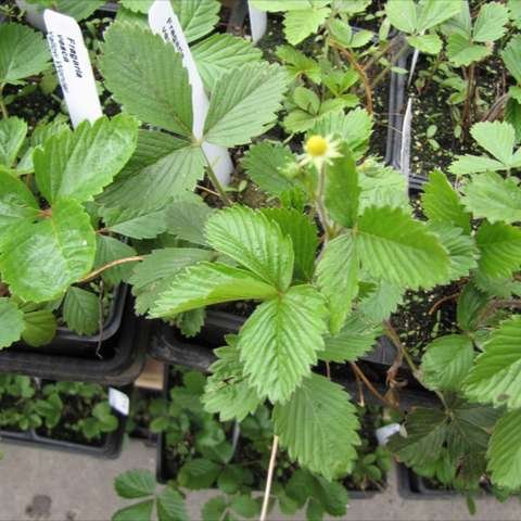 Yellow Wonder Alpine Strawberry | Fragaria vesca var. semperflorens ...