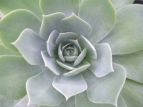 Dudleya pulverulenta | Chalk Lettuce | plant lust