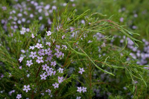 Coleonema pulchellum 'Compactum' | Coleonema pulchrum 'Compacta ...