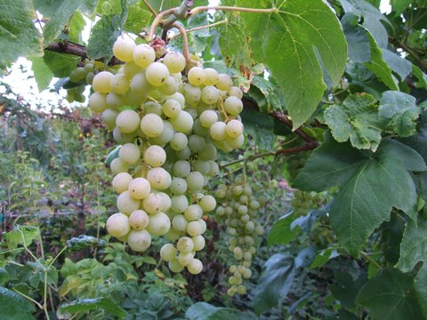 Himrod Seedless Green Grape | | plant lust