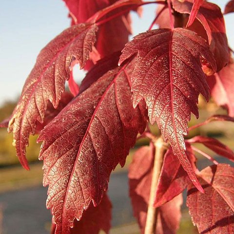 Acer ginnala Red November™ | Red November™ Amur Maple | plant lust