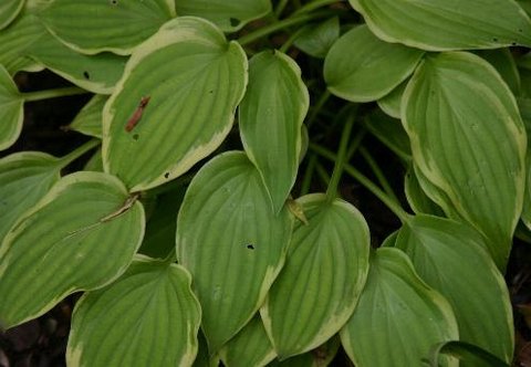 Hosta 'Verna Jean' | plant lust