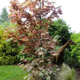 Acer pseudoplatanus 'Esk Sunset' | Acer pseudoplatanus 'Eskimo Sunset ...