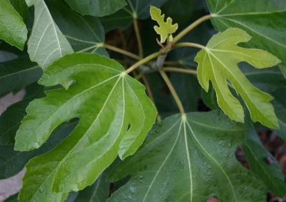 Brown Turkey Fig | Common Fig | Edible Fig | Higo | plant lust