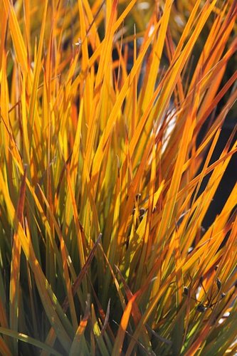 Libertia peregrinans 'Gold Leaf' | Gold Leaf New Zealand Iris | plant lust