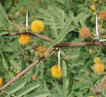 Vachellia from multiple nurseries on Plant Lust