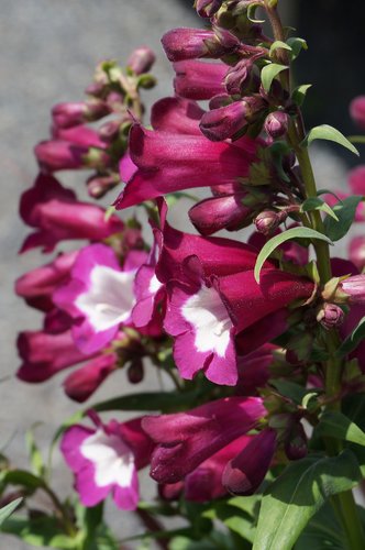 Penstemon Phoenix™ Violet PP20626 | Penstemon 'Phoenix Violet' | Beard ...