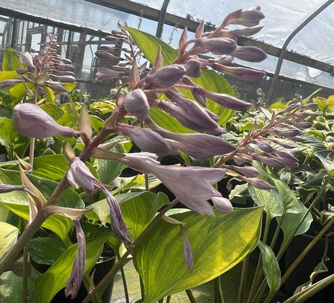 Hosta 'Dinner Mint' | | plant lust