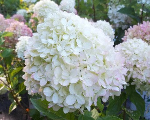 Hydrangea paniculata Little Lime® PP22330 | Hydrangea Little Lime ...