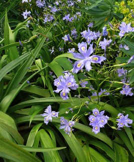 Iris confusa 'Chengdu' | Chengdu Bamboo Iris | plant lust
